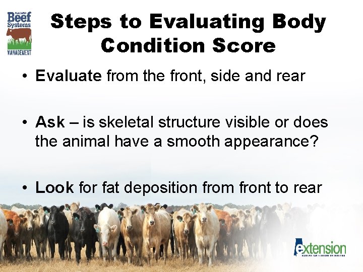 Body Condition Scoring Beef Cattle Kim Mullenix Ph
