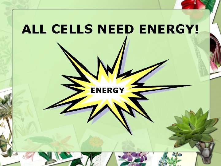 Photosynthesis ALL CELLS NEED ENERGY ENERGY Living Things