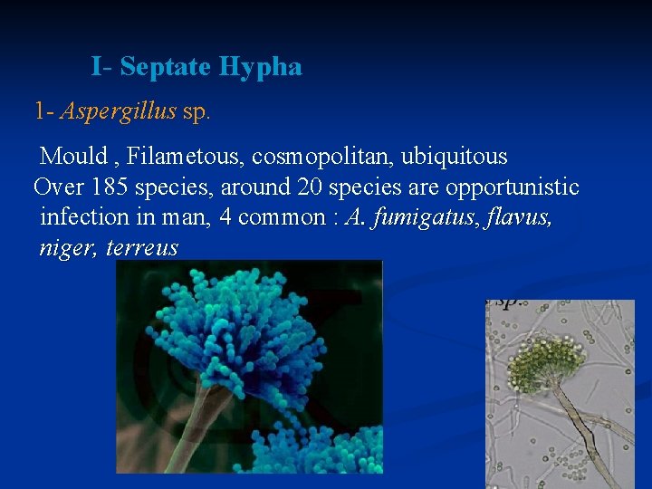 Mold Damage on Ceiling and Wall Classification Fungi