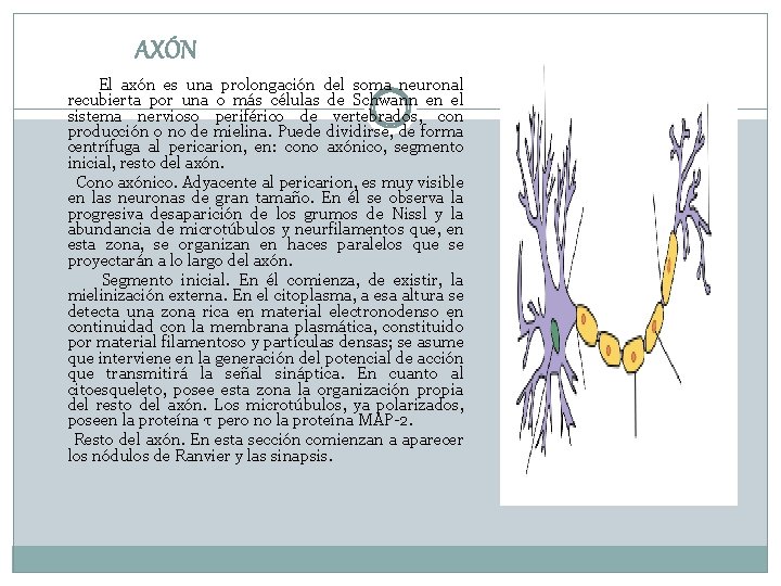 LAS NEURONAS SON UN TIPO DE CLULAS DEL
