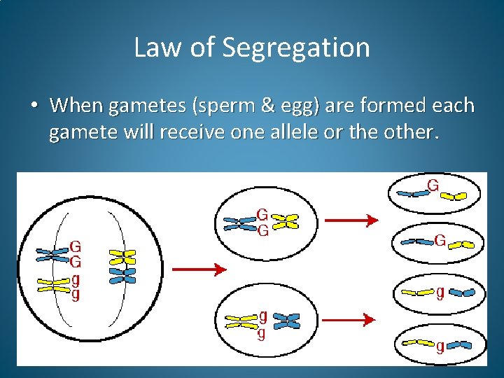 Classic Genetics a k a Mendelian Genetics Vocabulary