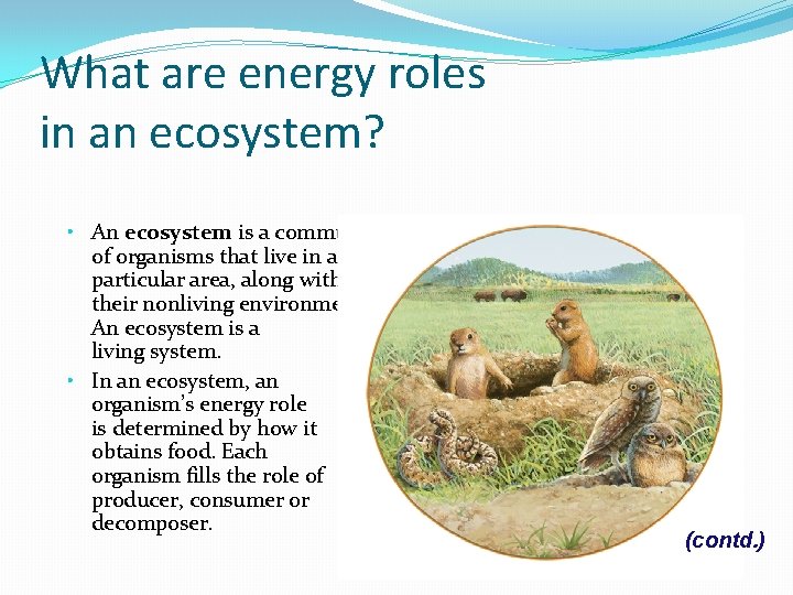 How does energy move through a food chain