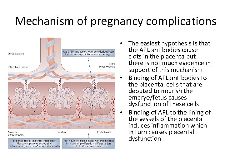 Mechanisms of disease in the antiphospholipid syndrome by