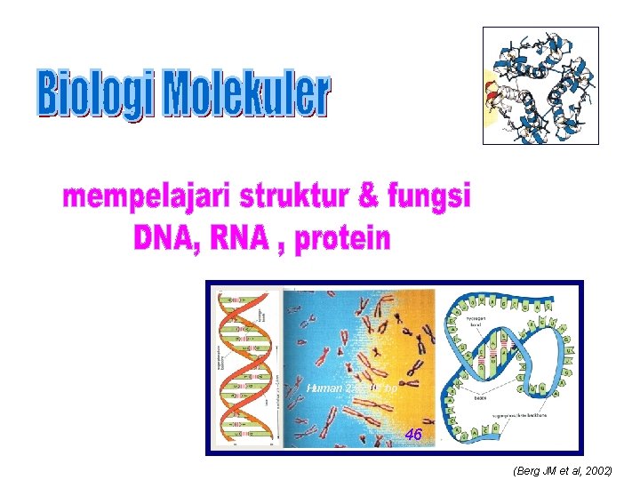 BIOLOGI MOLEKULER I Pengenalan Biologi Molekuler II Materi