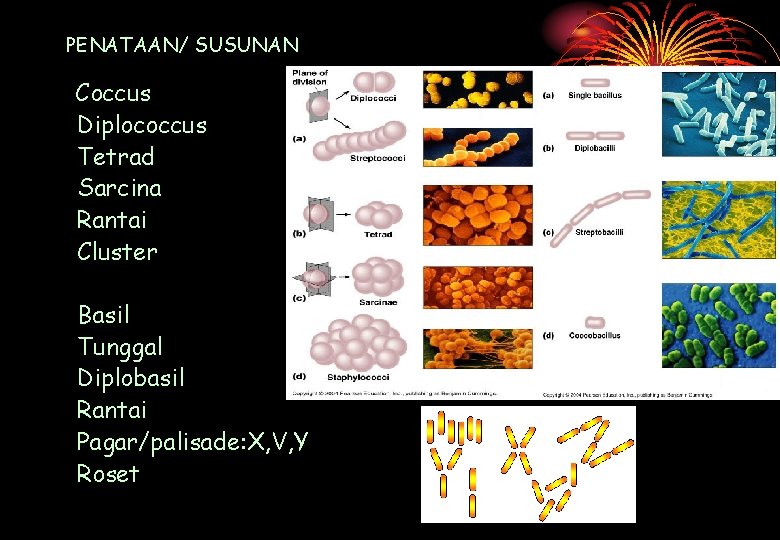 Nurul Wiqoyah Morfologi bakteri Morfologi koloni bentuk tepi
