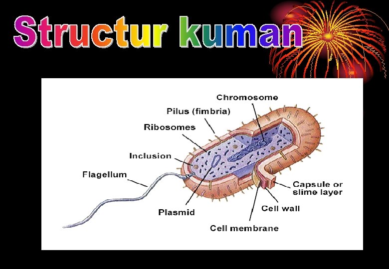 Nurul Wiqoyah Morfologi bakteri Morfologi koloni bentuk tepi