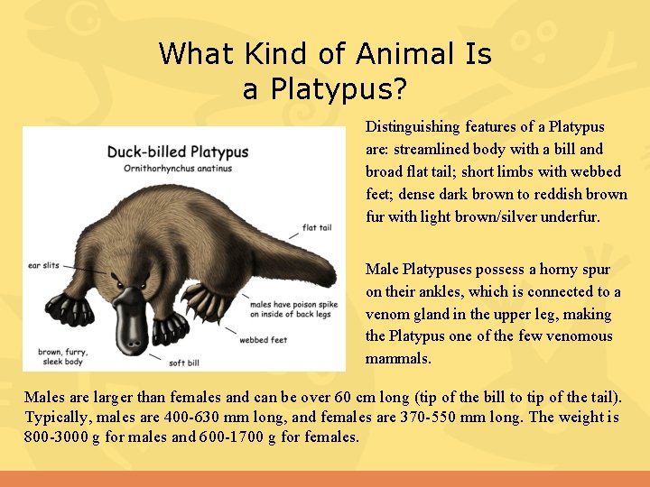 All About the Platypus By Kim Edwards Yr