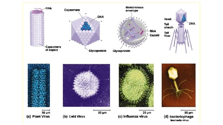 Viruses MSS Biology 11Life Sciences Viruses Cells are