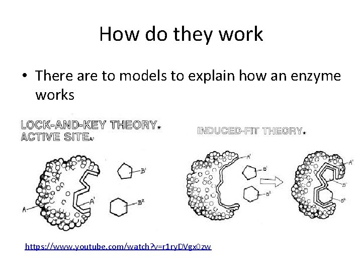 Enzymes Enzymes are biological catalysts They speed up