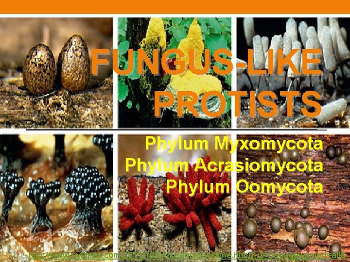 FUNGUSLIKE PROTISTS Phylum Myxomycota Phylum Acrasiomycota Phylum Oomycota
