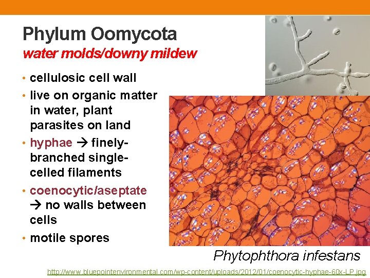 FUNGUSLIKE PROTISTS Phylum Myxomycota Phylum Acrasiomycota Phylum Oomycota
