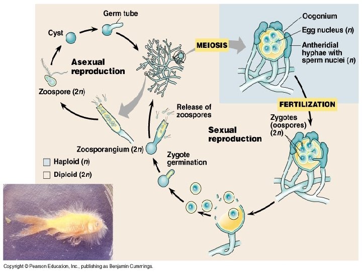 FUNGUSLIKE PROTISTS Phylum Myxomycota Phylum Acrasiomycota Phylum Oomycota