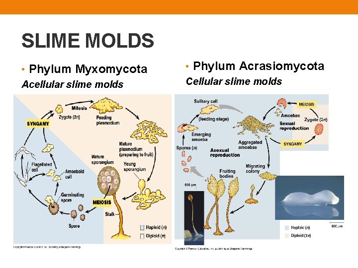 FUNGUSLIKE PROTISTS Phylum Myxomycota Phylum Acrasiomycota Phylum Oomycota