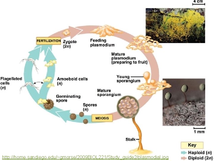 FUNGUSLIKE PROTISTS Phylum Myxomycota Phylum Acrasiomycota Phylum Oomycota
