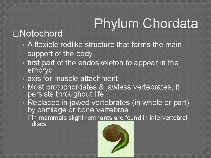 Vertebrate Beginnings The Chordates Phylum Chordata Derives from
