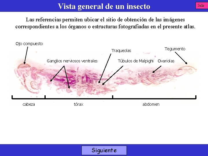 ANATOMIA E HISTOLOGIA DE INSECTO Bilogo Fernando Carezzano