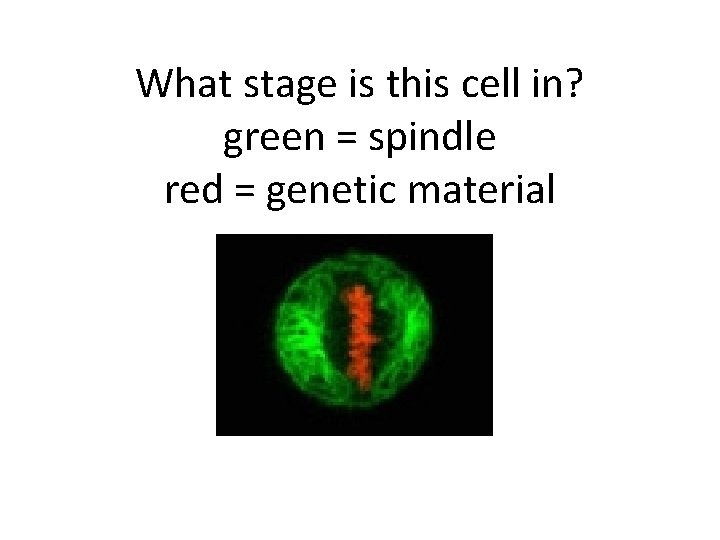 Cell Cycle Review A cells life is broken