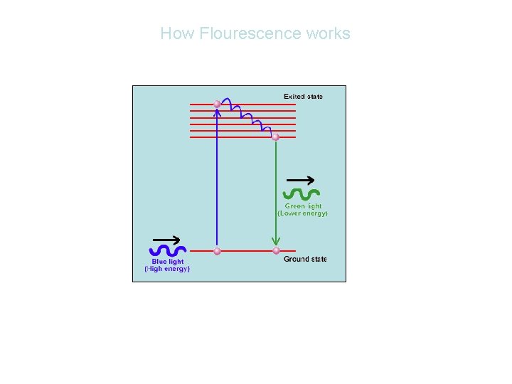 Figure 7 108 Molecular Biology of the Cell