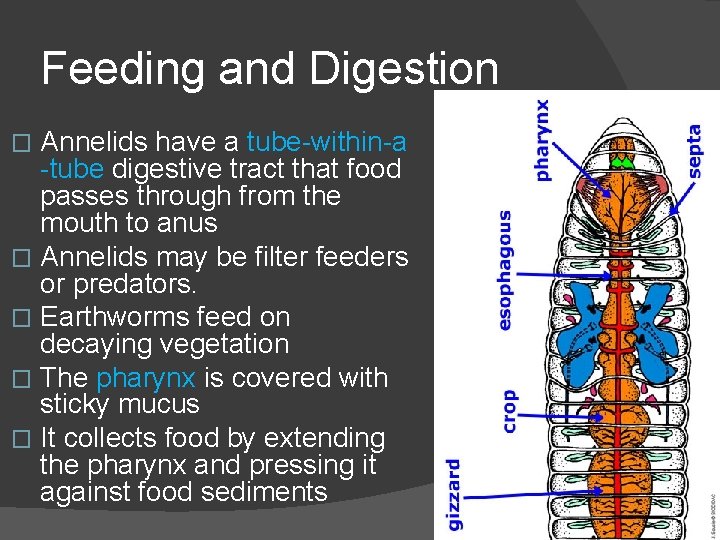 Earthworm PHYLUM ANNELID Bloodworm Polychaete Leech What is