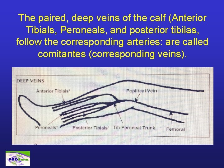 Lower Extremity Venous Anatomy SON 1311 CrossSectional Anatomy