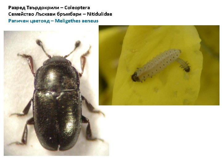 Chrysomelidae Diabrotica virgifera Bruchus pisorum pisi Chrysomelidae ...