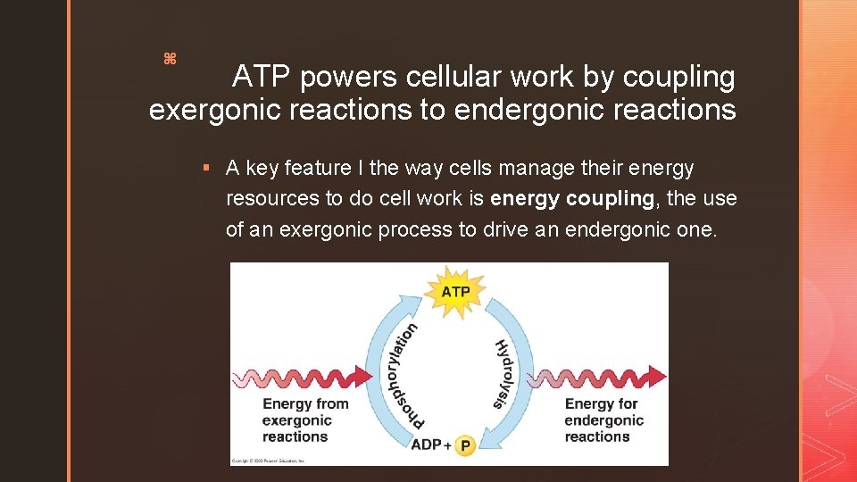 z Chapter 8 An Introduction to Metabolism z