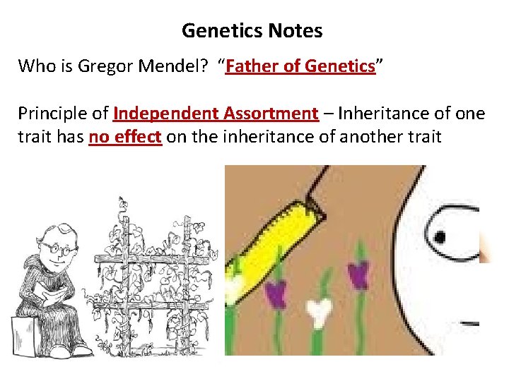 Genetics Notes Who is Gregor Mendel Father of
