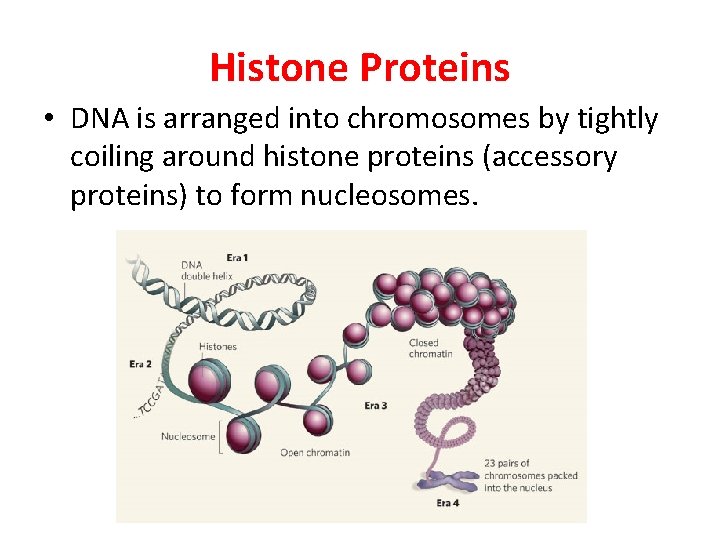 Binding and Conformational Change Cells and Proteins Unit