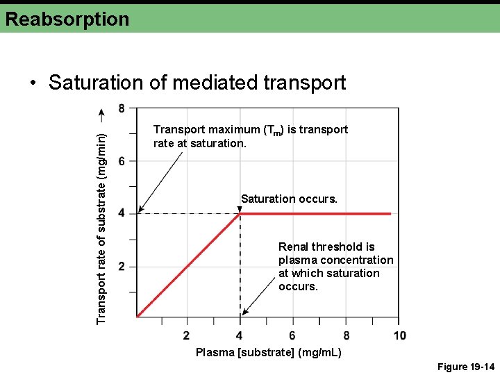 Chapter 19 b The Kidneys Reabsorption Principles governing