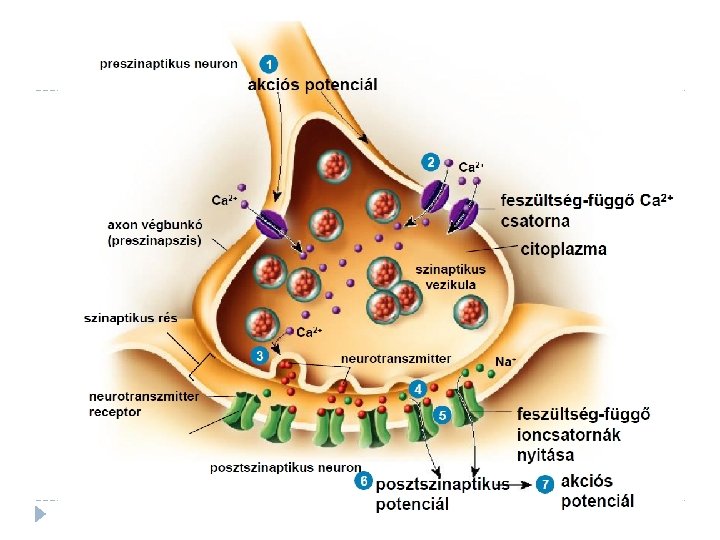 Neurobiology Introduction to neurosciences for Cognitive MSs Tudnivalk