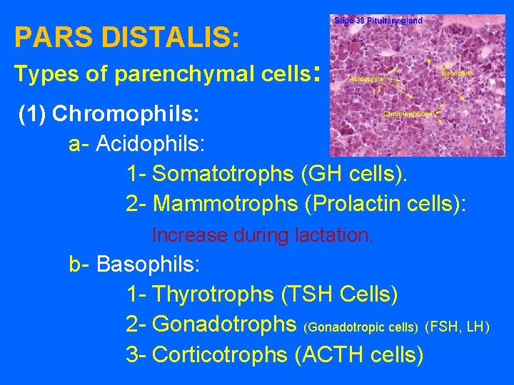 PITUITARY GLAND Objectives By the end of this