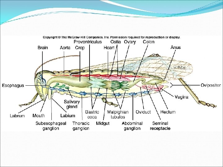 Lecture 17 Animal Classification Phylum Arthropods Arthropods are