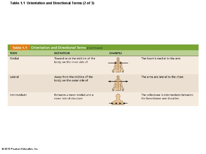 Power Point Lecture Slides prepared by Barbara Heard