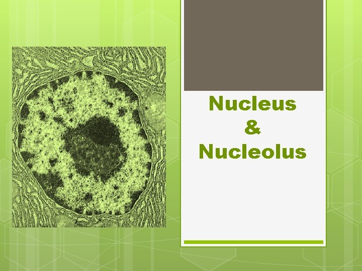 Nucleus Nucleolus History Discovered in 1831 by Scottish