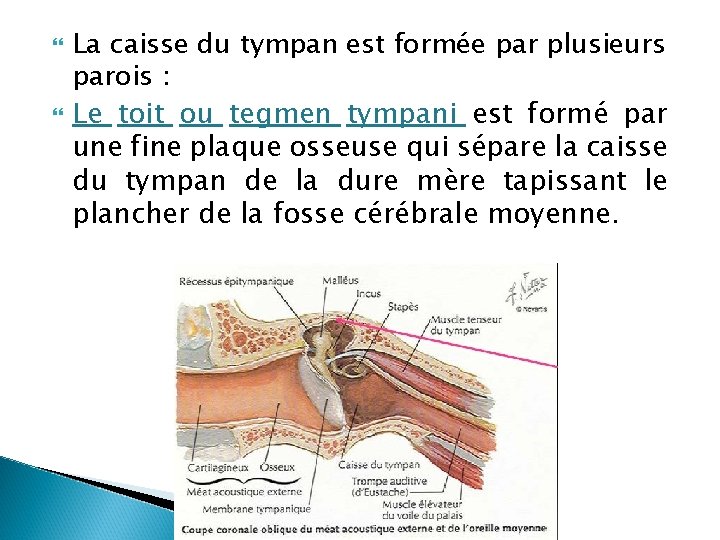 Radioanatomie TDM et IRM du rocher R Labbioui