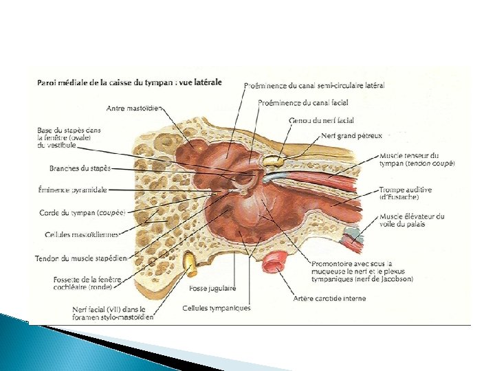 Radioanatomie TDM et IRM du rocher R Labbioui