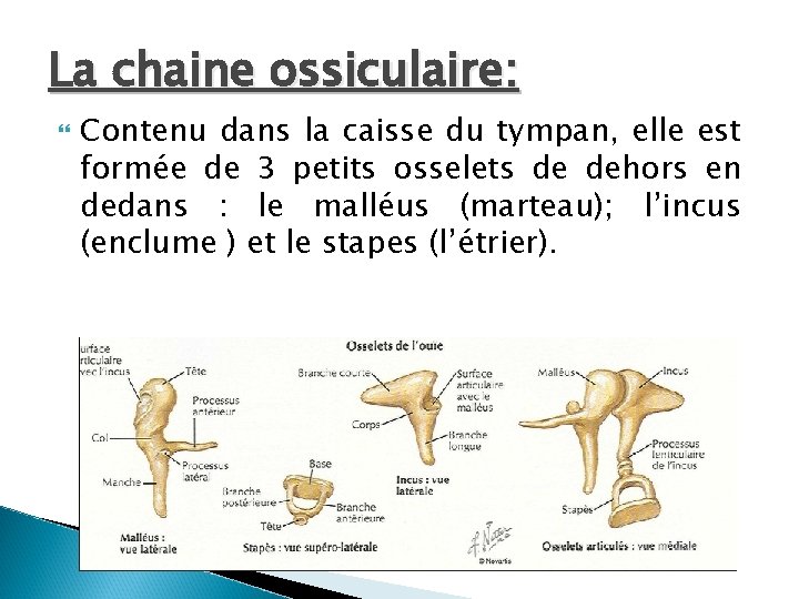 Radioanatomie TDM et IRM du rocher R Labbioui