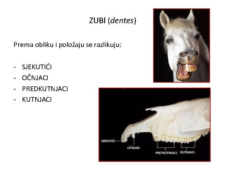 PROBAVNI SUSTAV apparatus digestorius Nikola karid mag ing