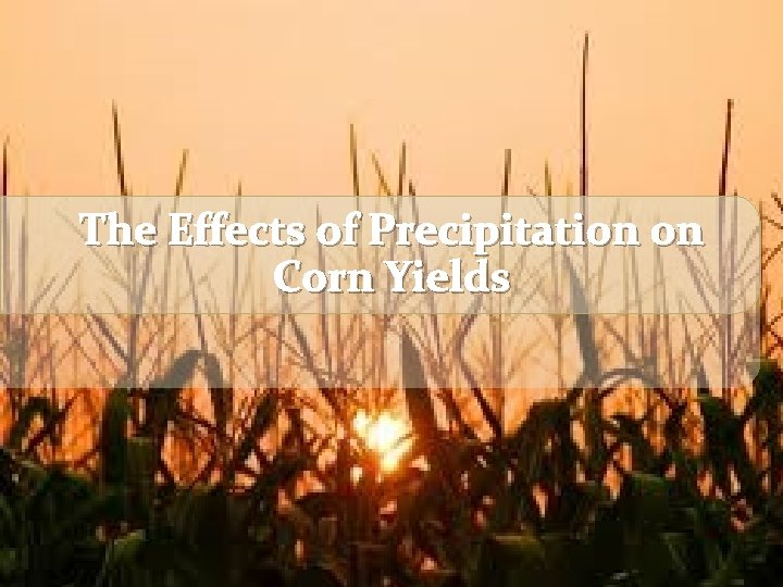 The Effects of Precipitation on Corn Yields Hypothesis