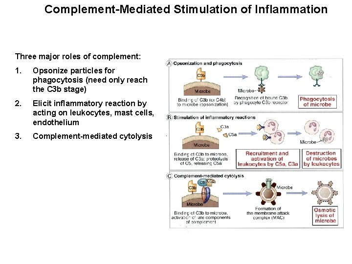 ComplementMediated Stimulation of Inflammation Three major roles of