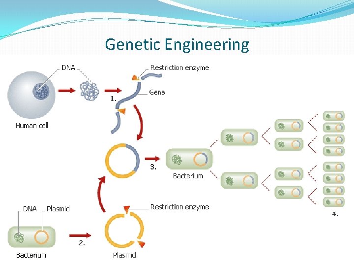 National 5 Biology Genetic Engineering Recap Draw a