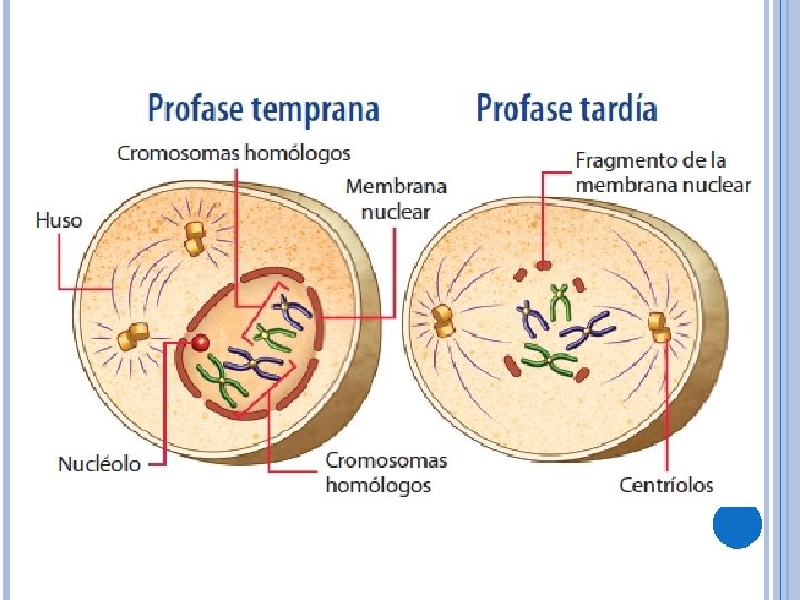 CICLO CELULAR Y MITOSIS Objetivo de la clase