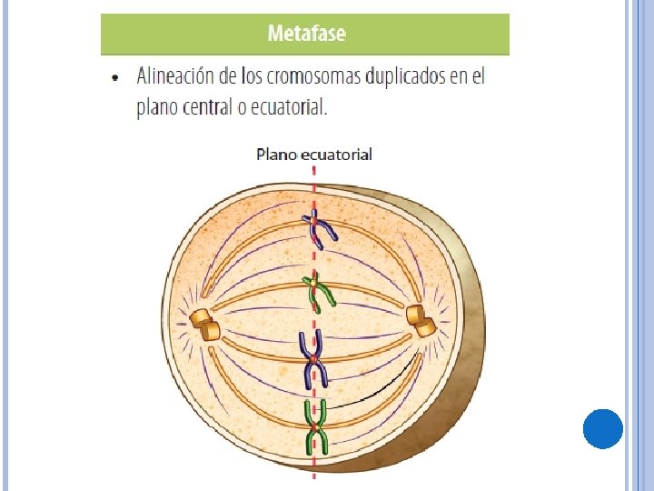 CICLO CELULAR Y MITOSIS Objetivo de la clase