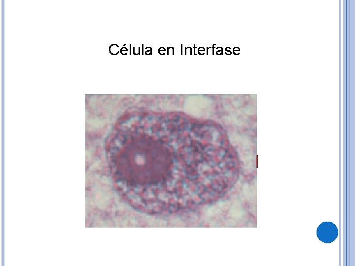 CICLO CELULAR Y MITOSIS Objetivo de la clase