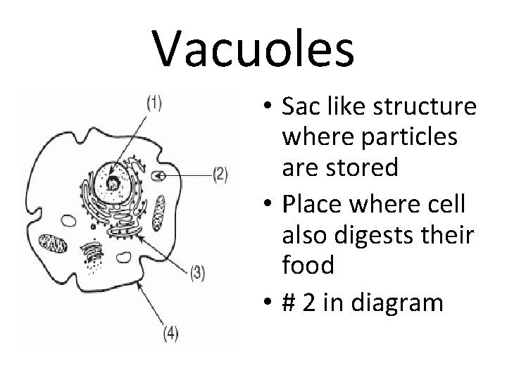 Aim What is a cell Living Things Common