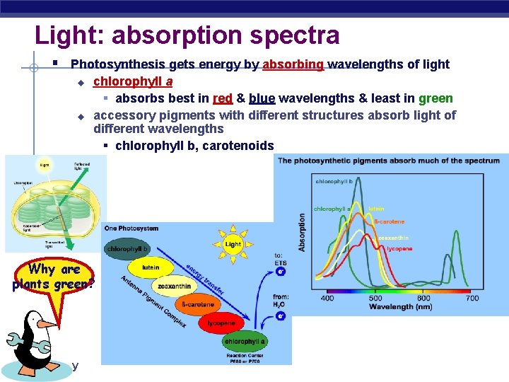 Photosynthesis Life from Light and Air AP Biology