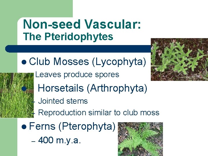 Introduction to Plants Mrs Foster Earliest Plants l
