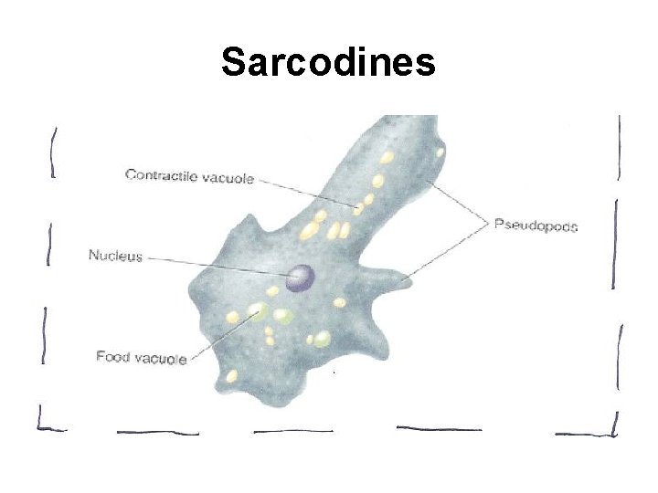 PROTIST These diatoms with their beautiful glasslike walls