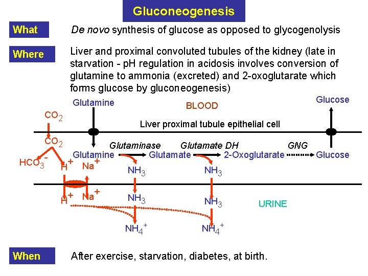 Regulation of glycolysis and gluconeogenesis and the mechanism