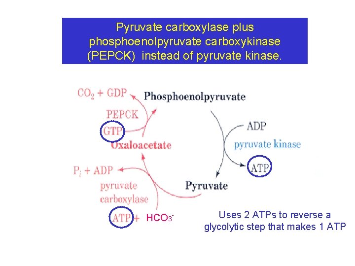 Regulation of glycolysis and gluconeogenesis and the mechanism